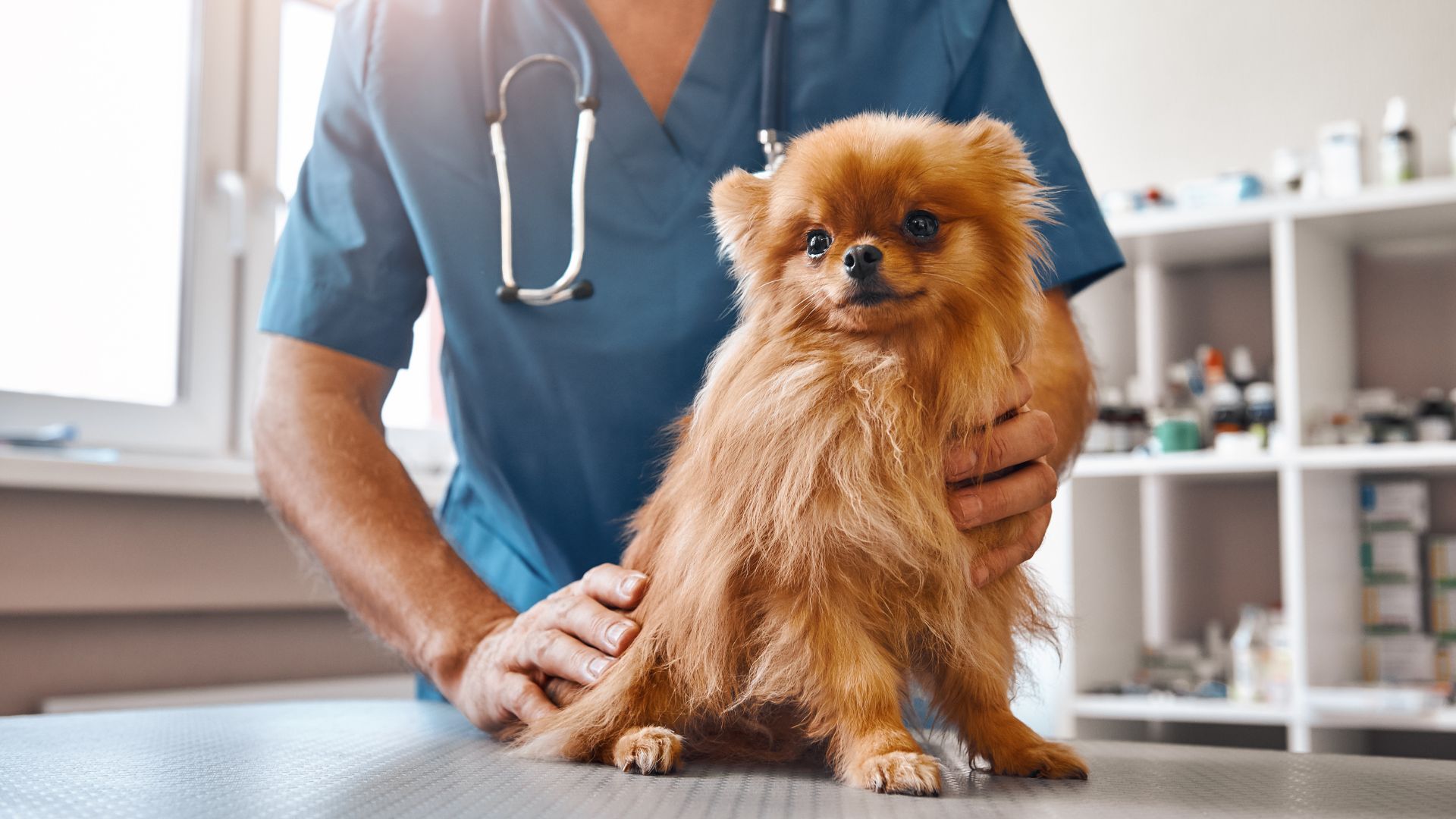 Best Animal Hospital in Bennettsville, SC | Bennettsville