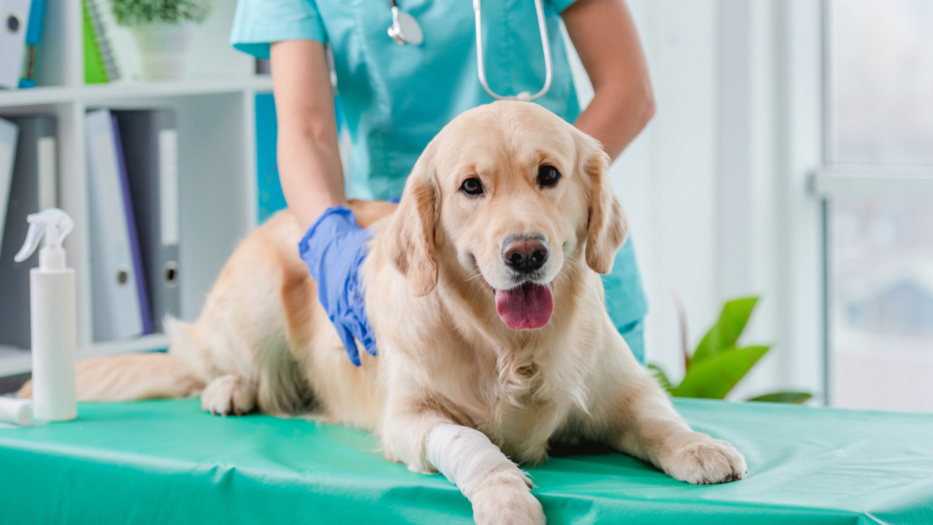 Pet Wellness Care in Bennettsville, SC | Bennettsville AH